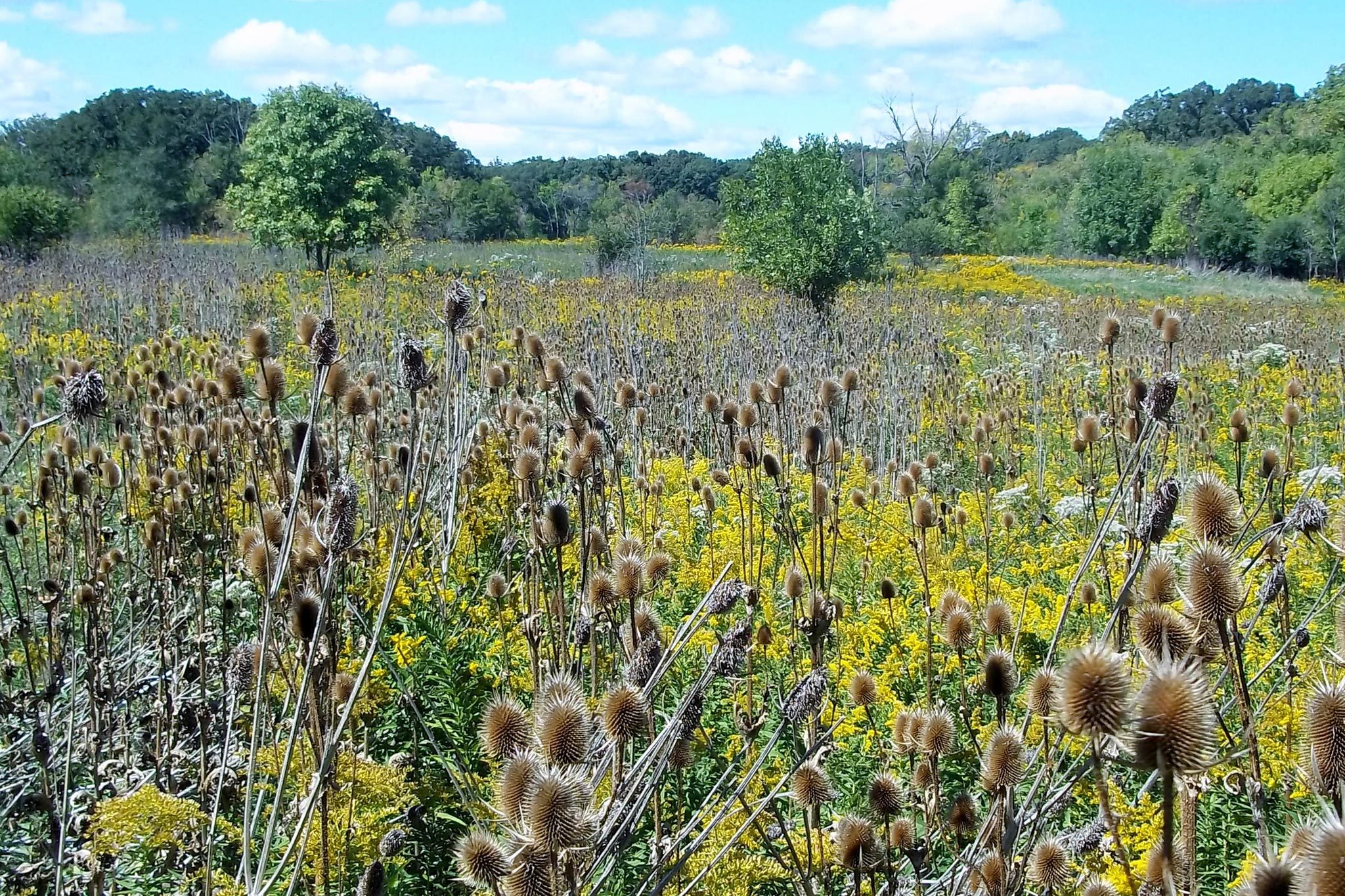 Busse Woods Forest Preserve | Things to do in Suburbs, Chicago