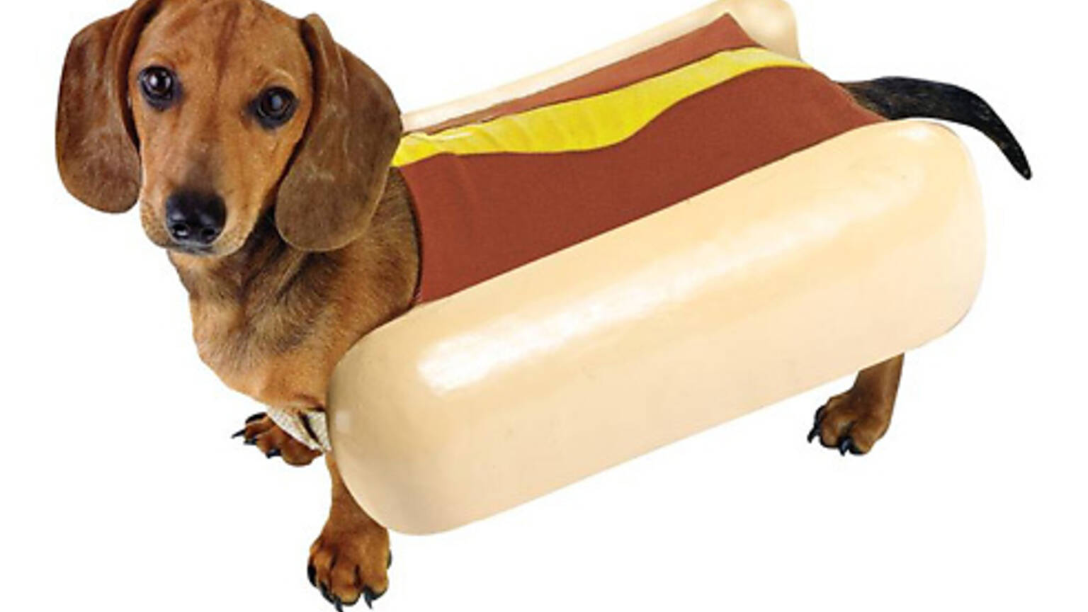 Best hot dogs apparel and accessories