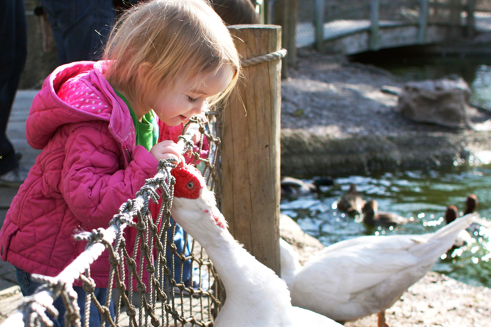 Cosley Zoo | Attractions in Suburbs, Chicago