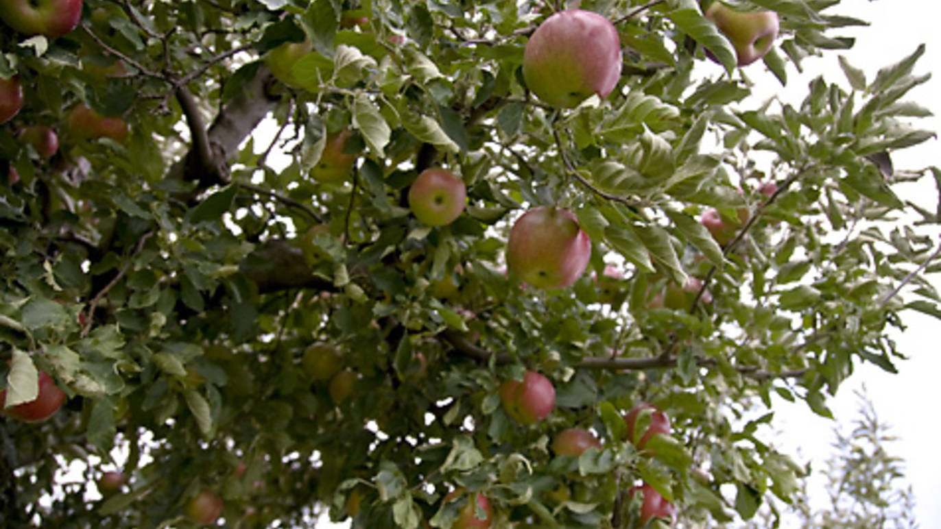 Fall orchard schedules