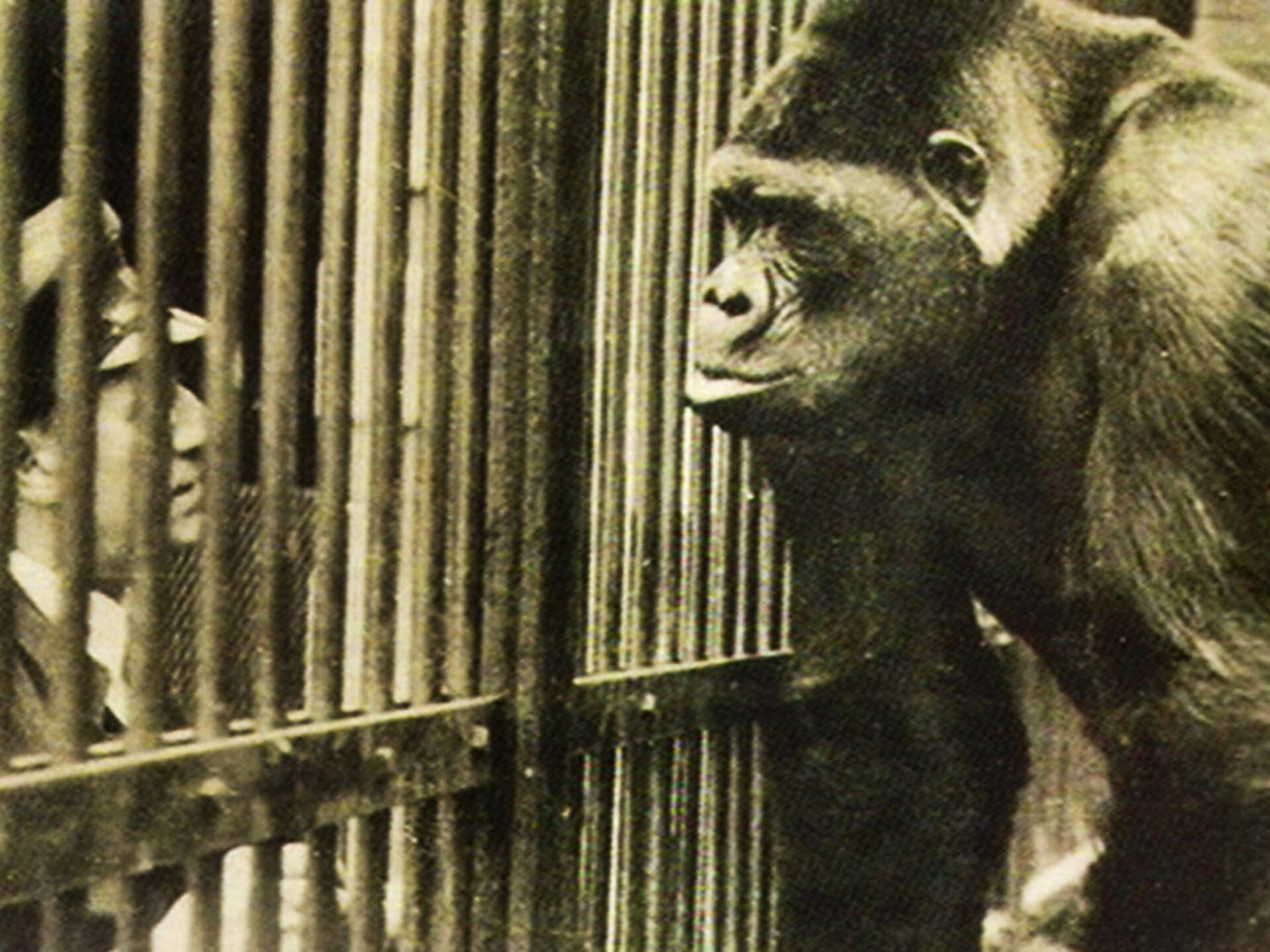 Timeshift: a Day at the Zoo review - Time Out London