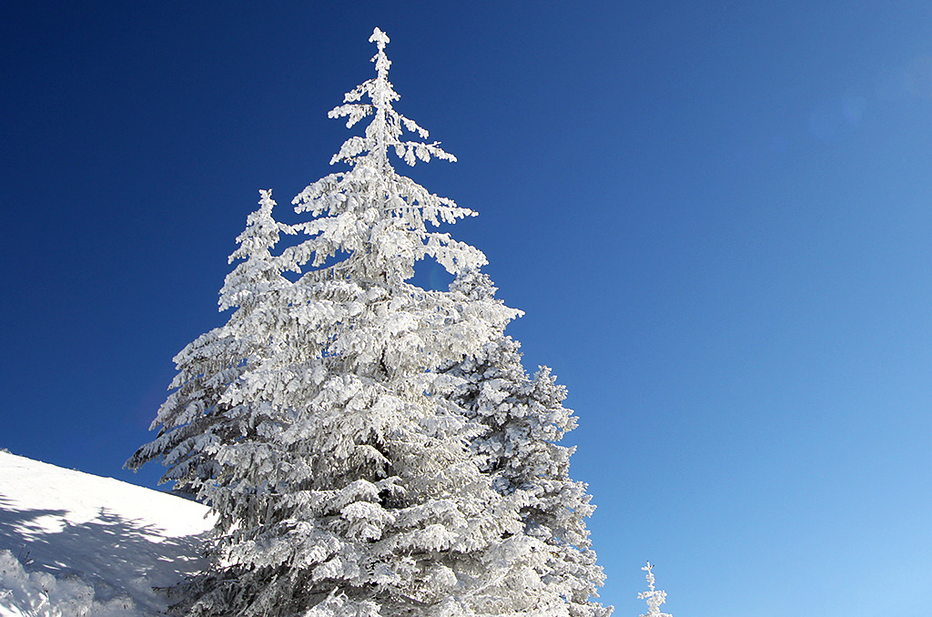 The Fir Tree review – Time Out London