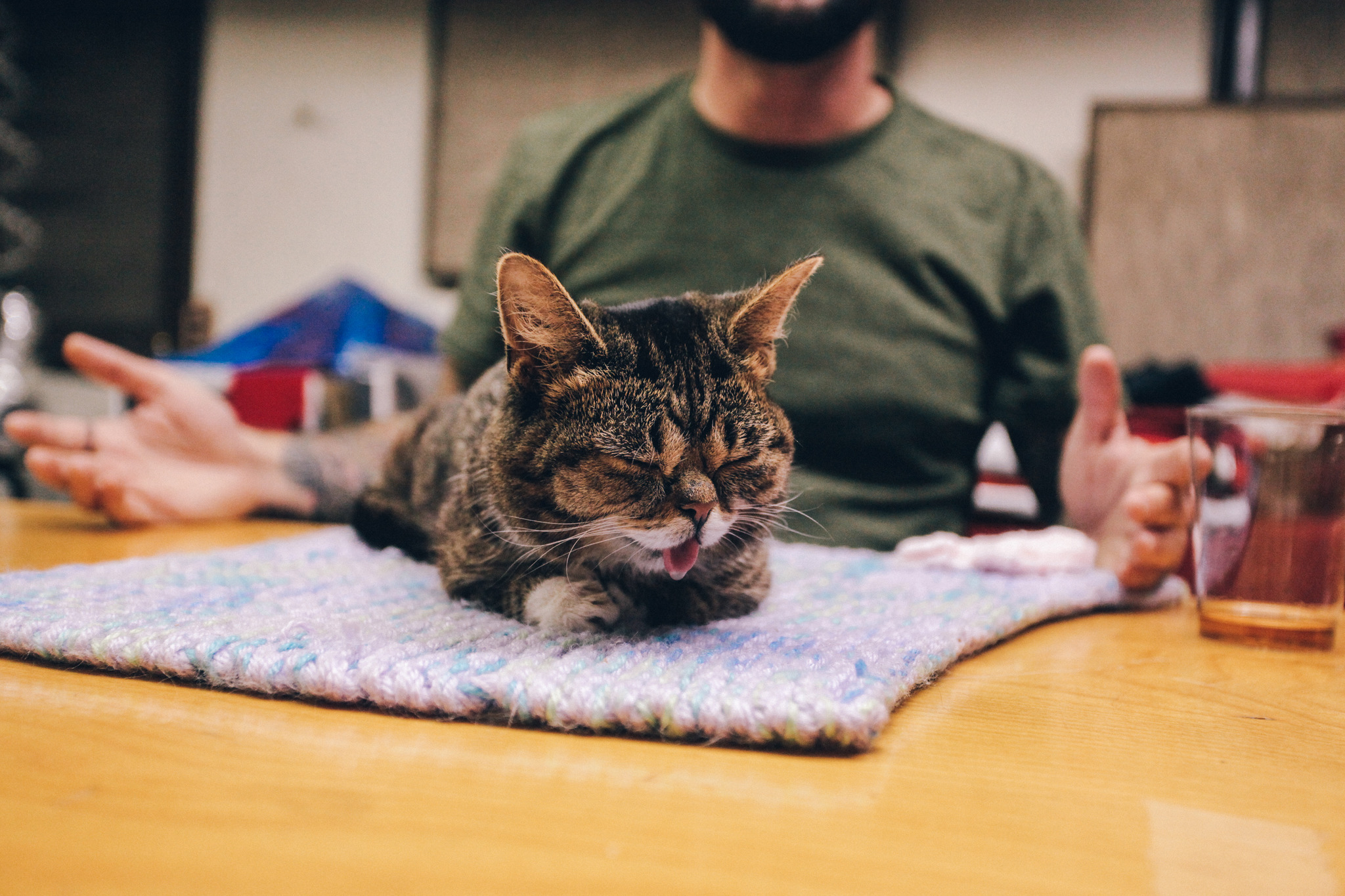 Internet Cat Video Festival | Things to do in Chicago