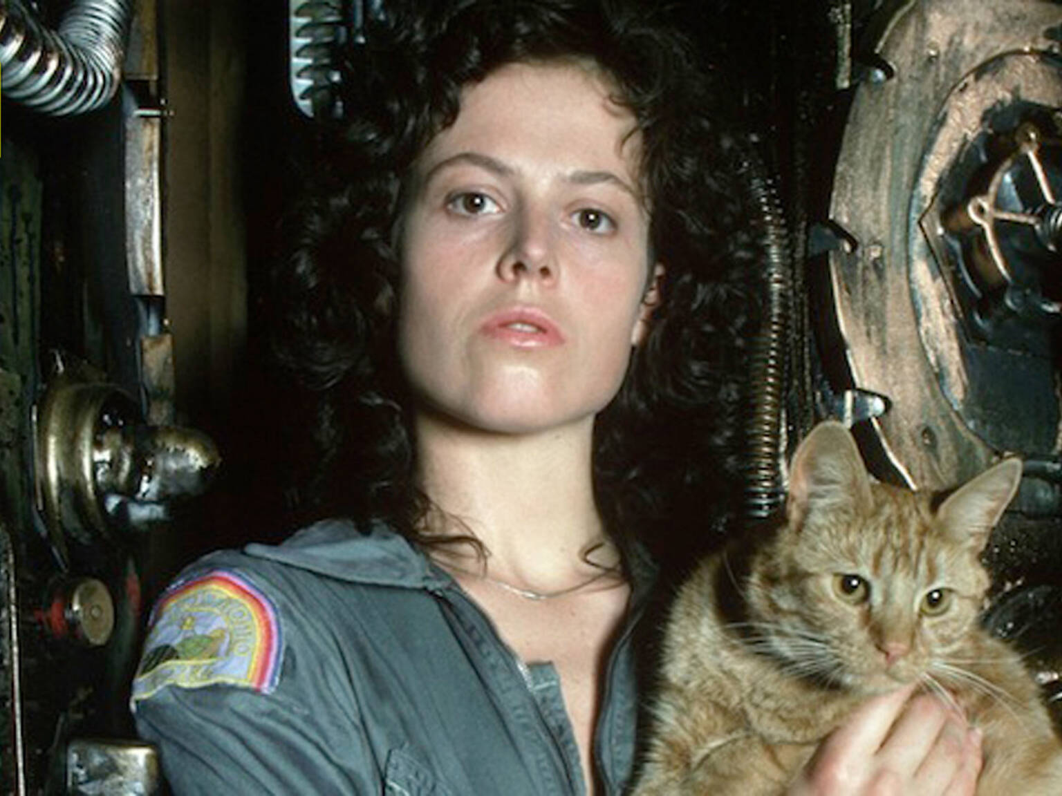 The ten best scene-stealing cats – Time Out Film