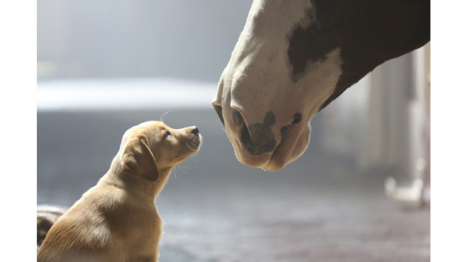 Budweiser’s “Puppy Love” Super Bowl ad is the cutest thing ever
