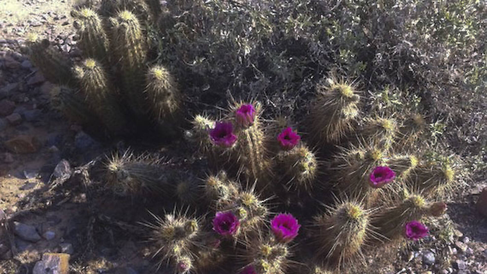Spring break in Scottsdale, Arizona