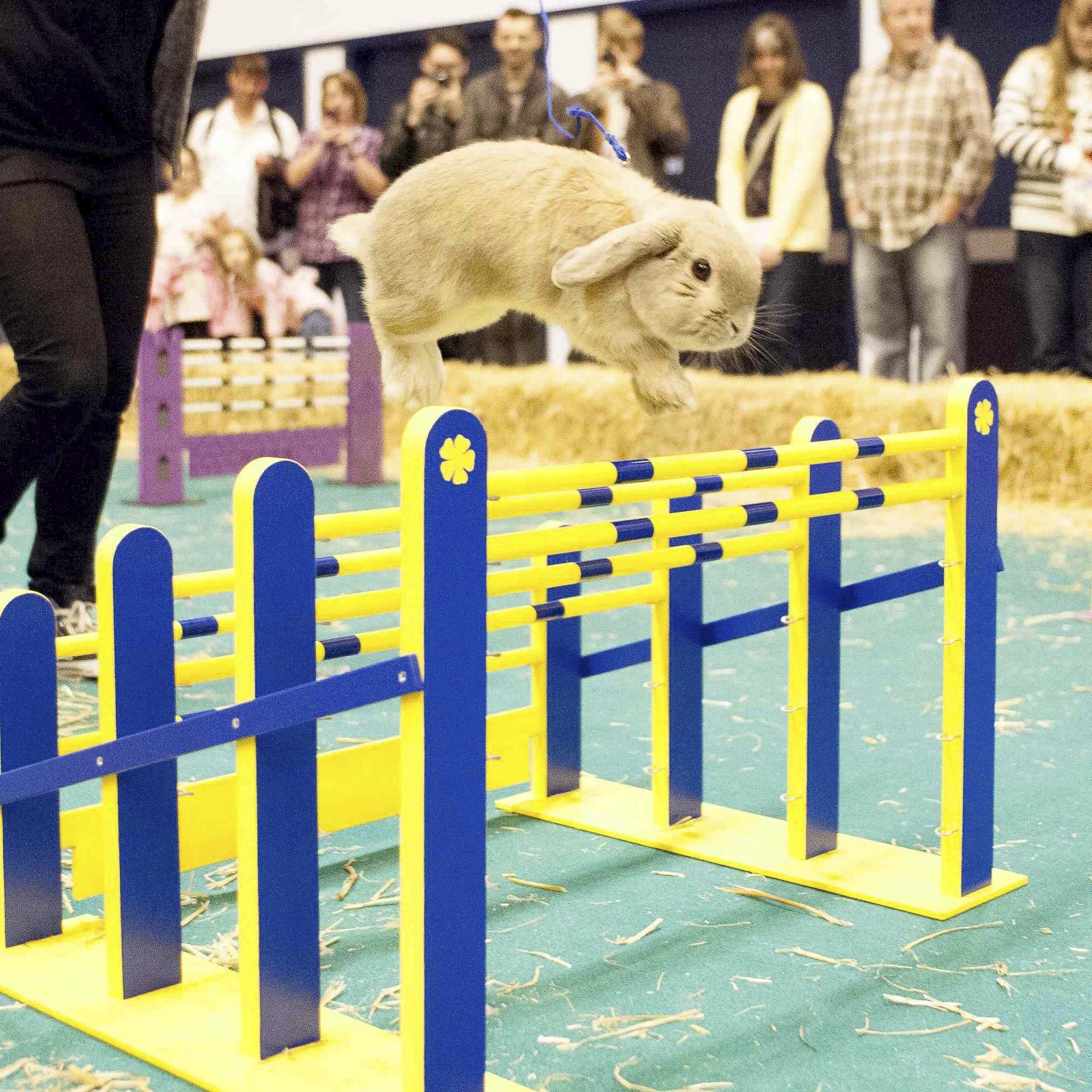 London Pet Show | Things to do in London