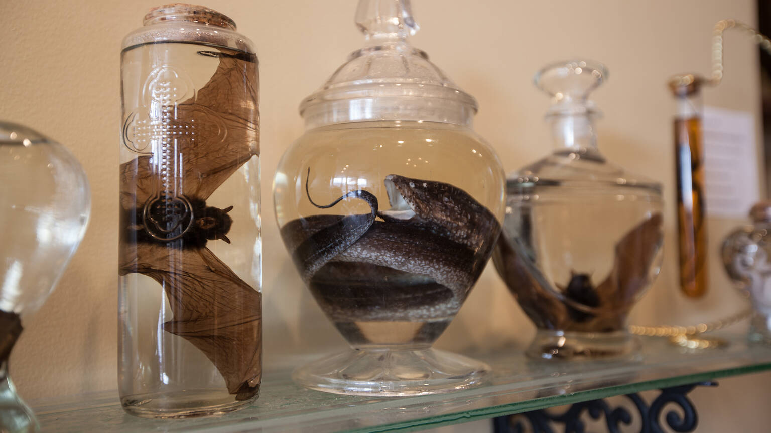 Sideshow Gallery | Shopping in Bucktown, Chicago