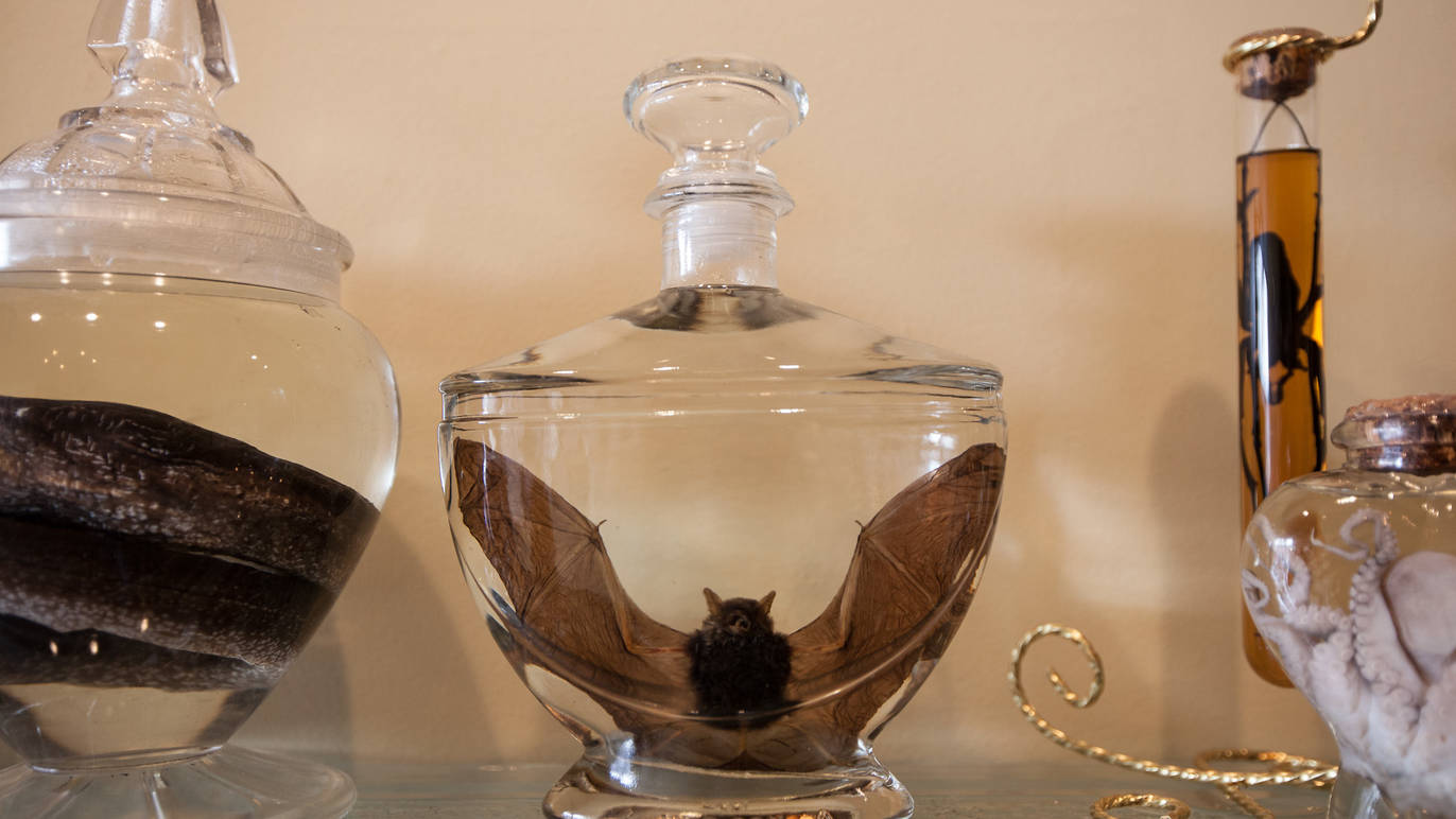 Sideshow Gallery | Shopping in Bucktown, Chicago