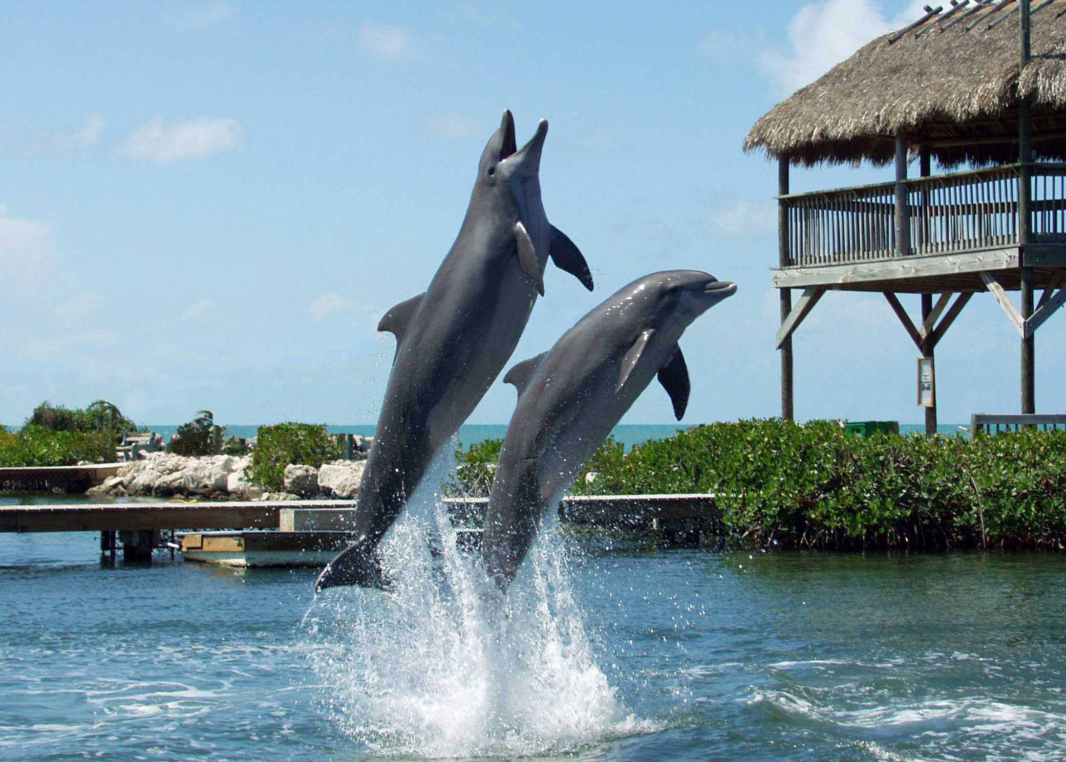 Dolphin Research Center | Things to do in Miami