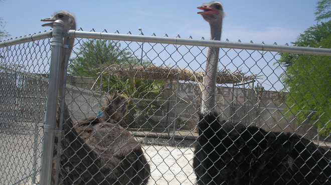 Southern Nevada Zoological Park | Museums in North Las Vegas, Las Vegas