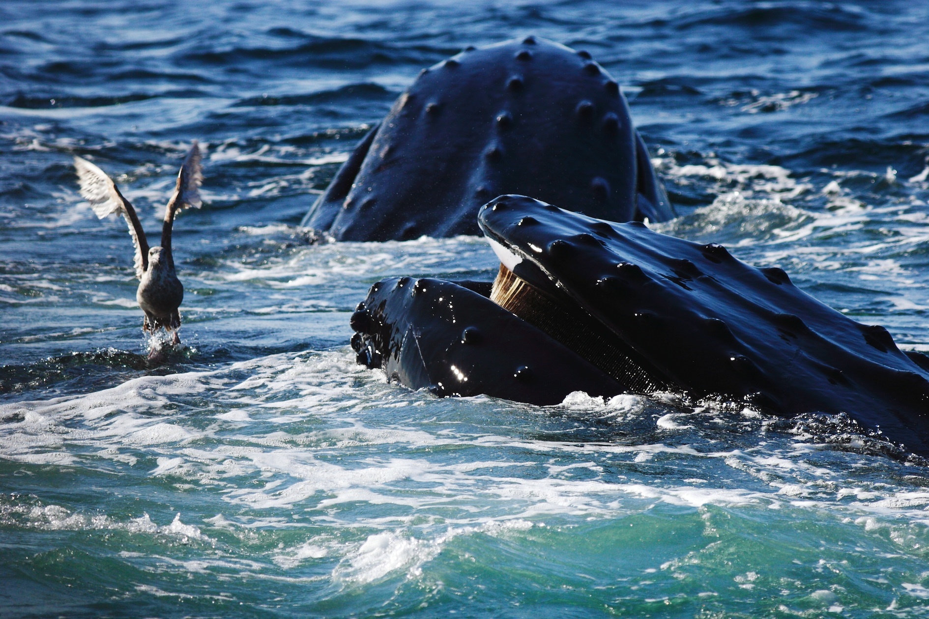Whale Watching Boston: 6 Best Local Tours for Seeing Huge Whales