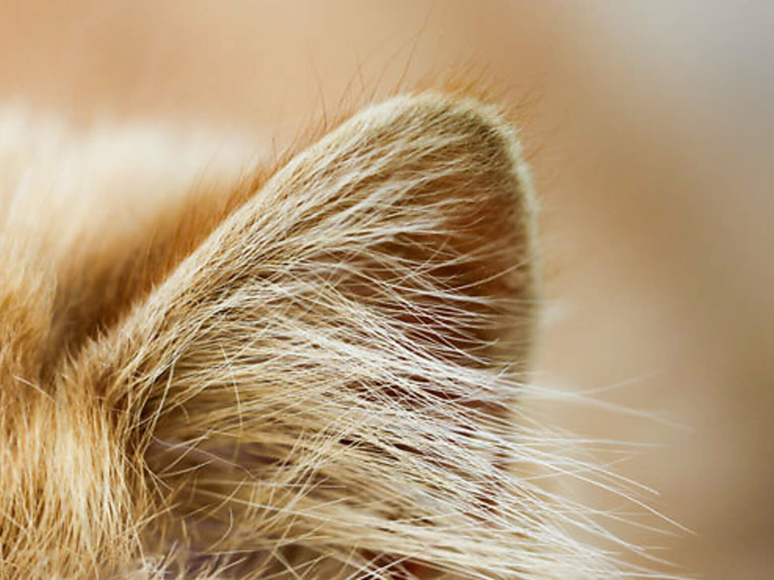 Where to meet the cats of New York