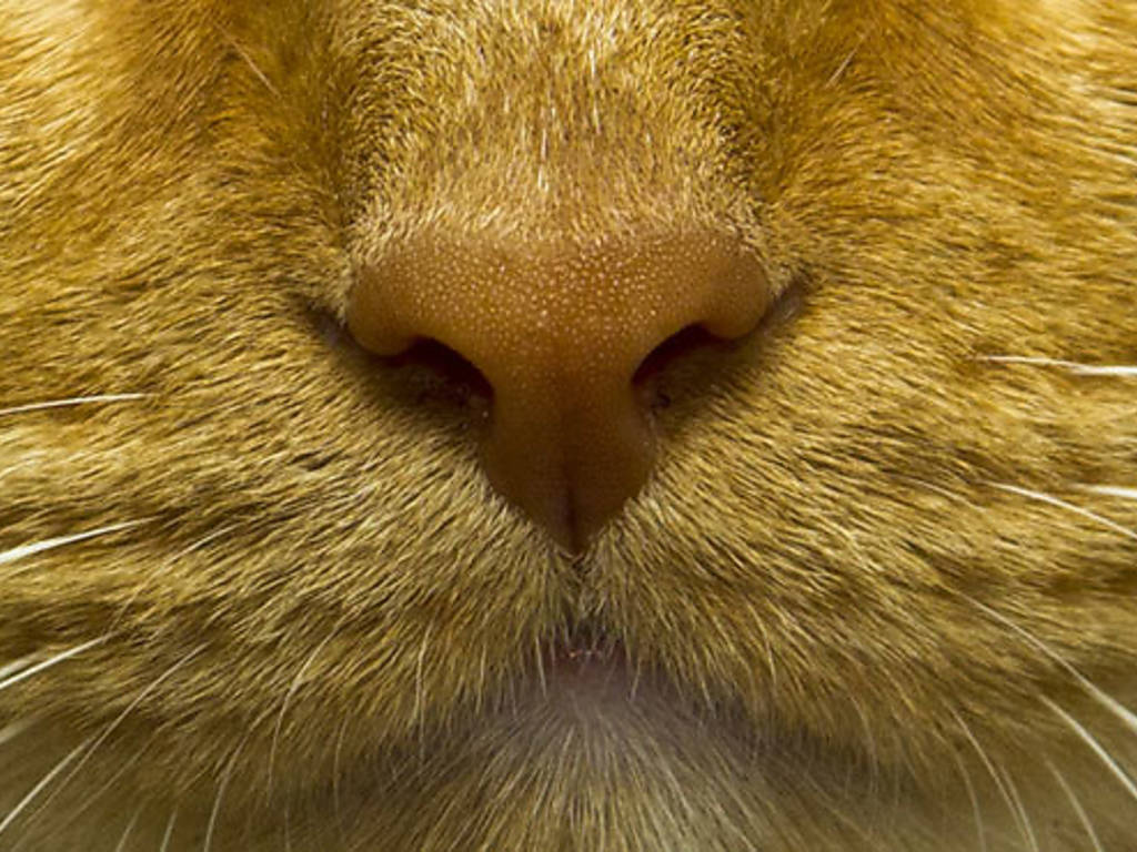 Where to meet the cats of New York