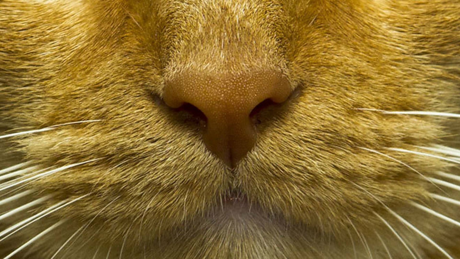 Where to meet the cats of New York