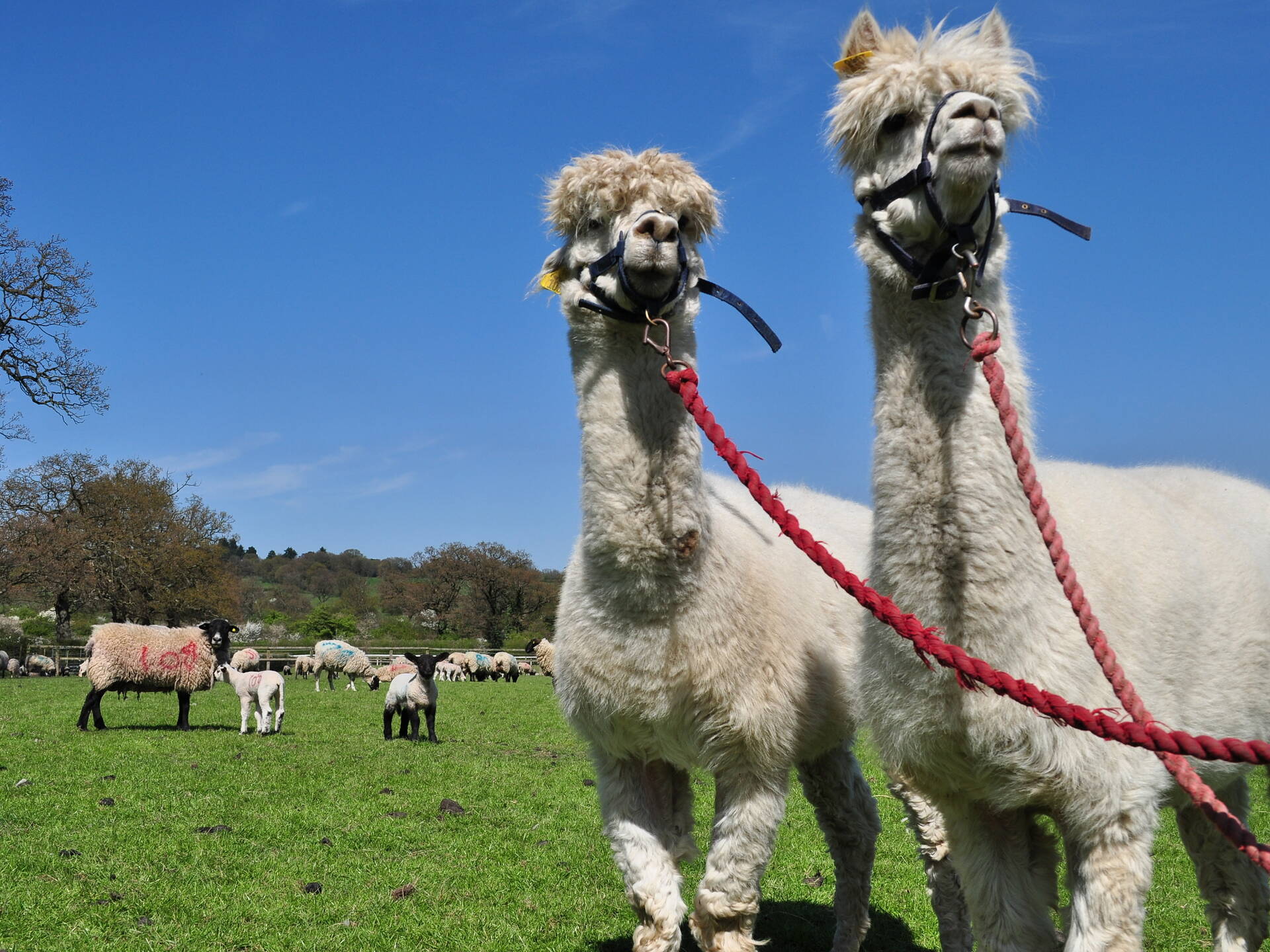 Best City Farms In London For Spotting Super Cute Animals