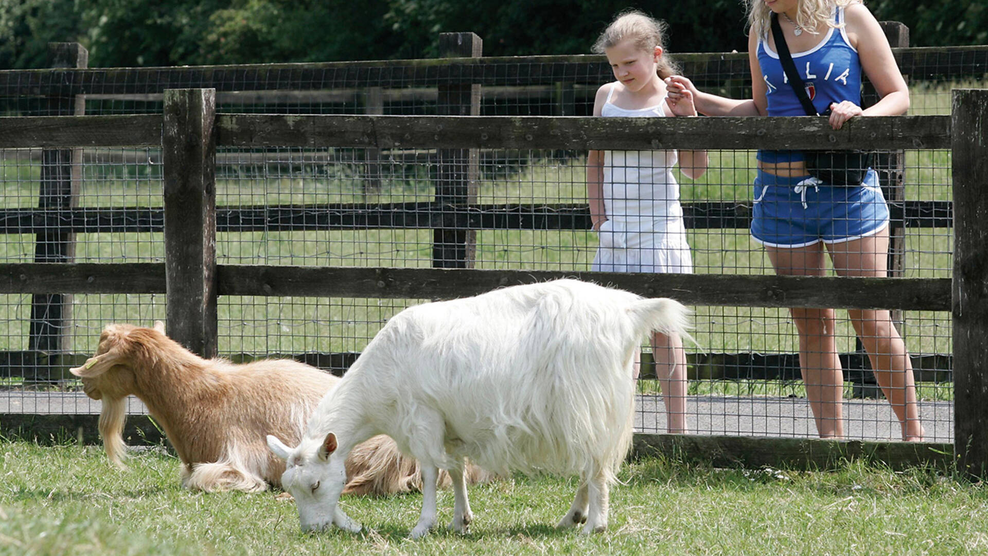 Newham City Farm | Attractions in Custom House, London