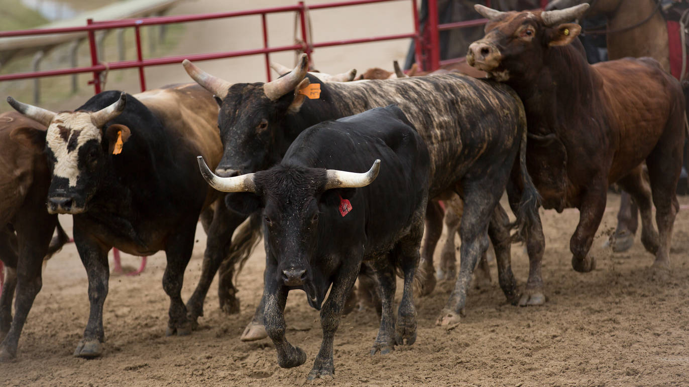 The Great Bull Run at Hawthorne Race Course (PHOTOS)