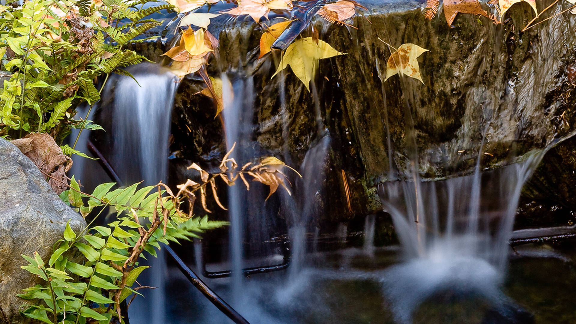 Holland Park | Attractions in Holland Park, London