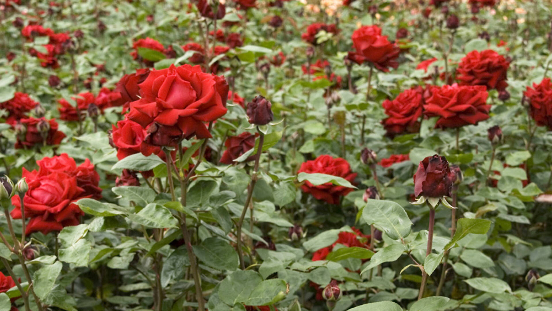 Regent's Park | Attractions in Regent’s Park, London