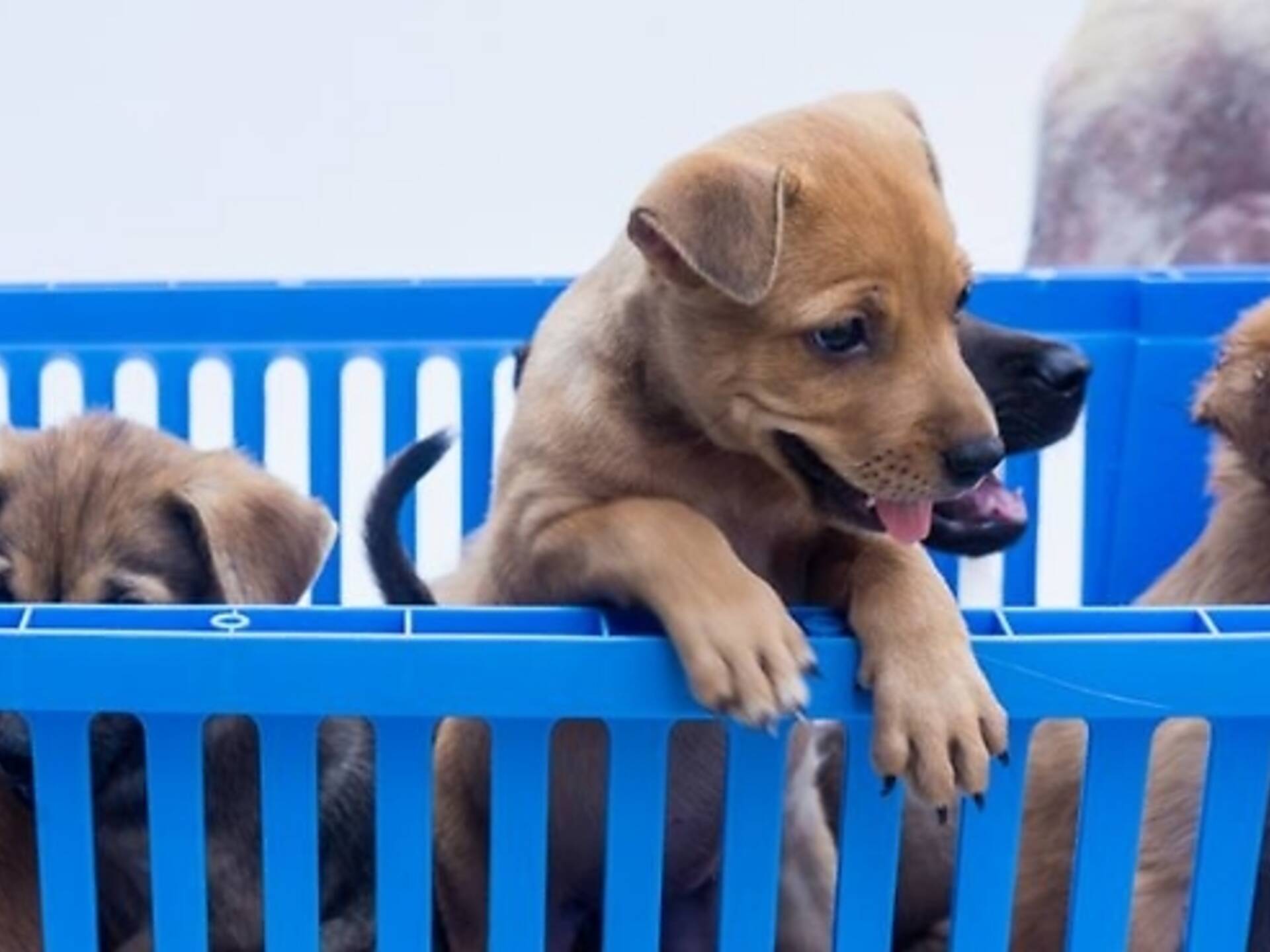 Animal adoption centres in KL