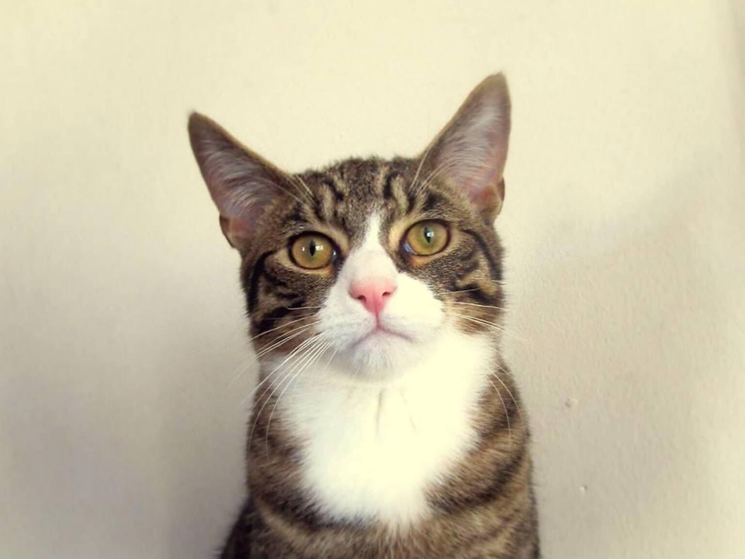 The cutest pet cats in London – Time Out London