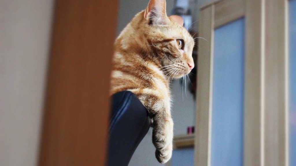 The cutest pet cats in London – Time Out London