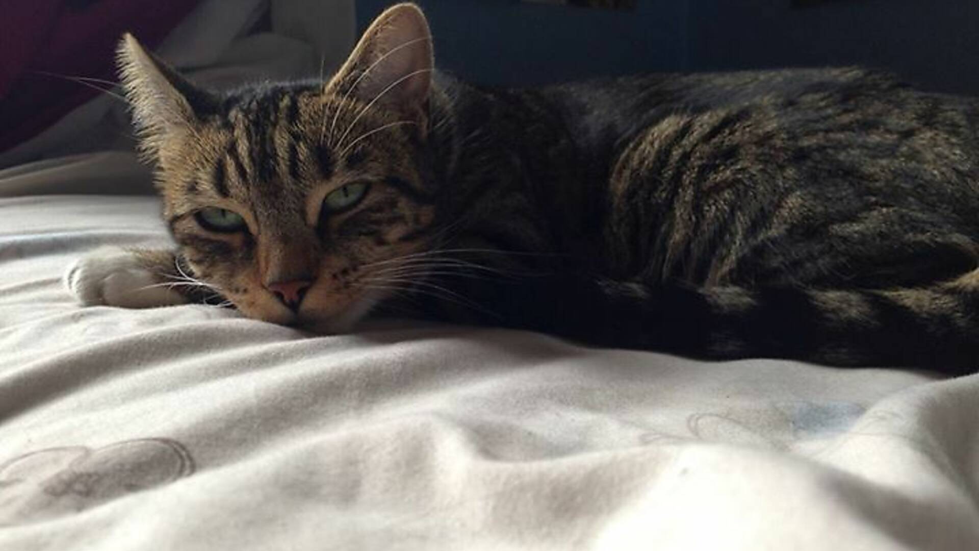 The cutest pet cats in London – Time Out London