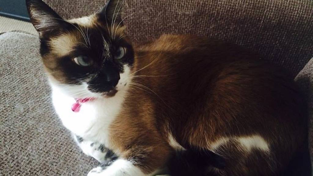 The cutest pet cats in London – Time Out London