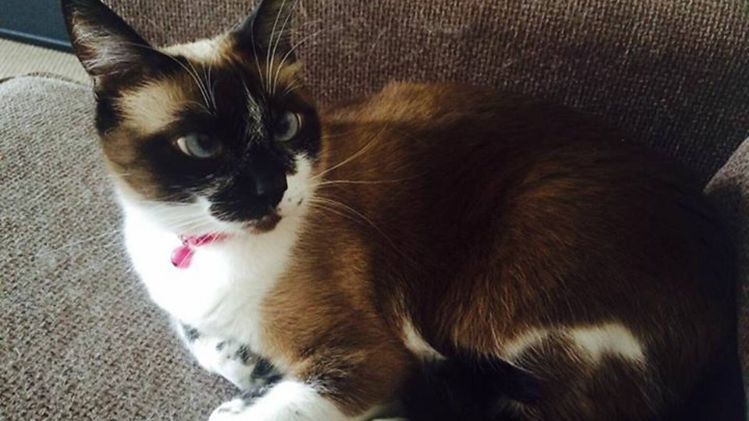 The cutest pet cats in London – Time Out London