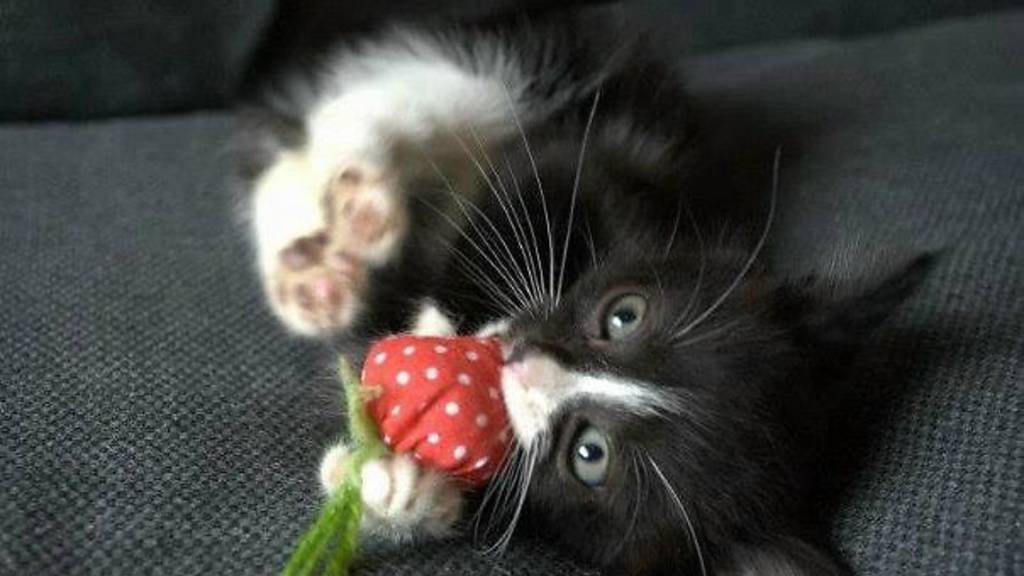 The cutest pet cats in London – Time Out London