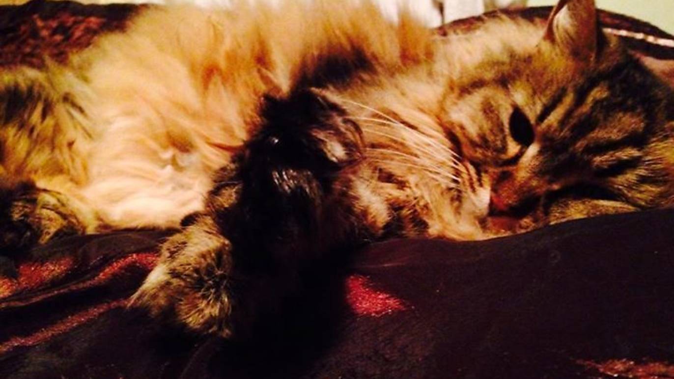 The cutest pet cats in London – Time Out London