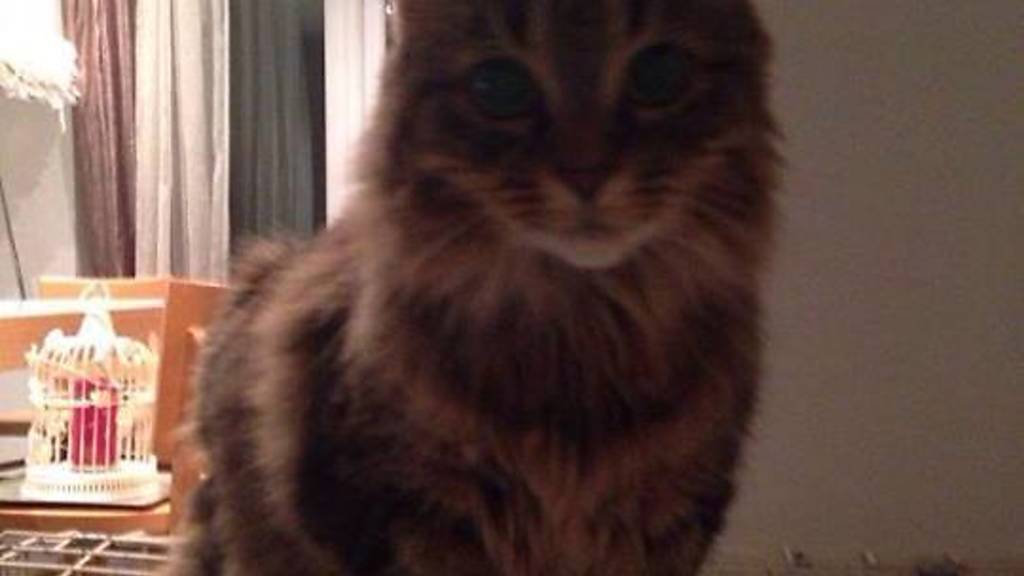 The cutest pet cats in London – Time Out London