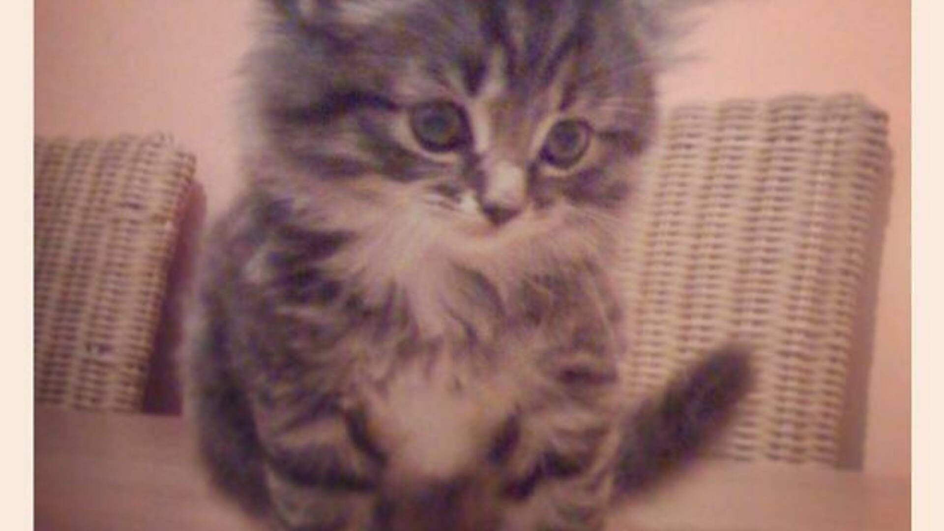 The cutest pet cats in London – Time Out London