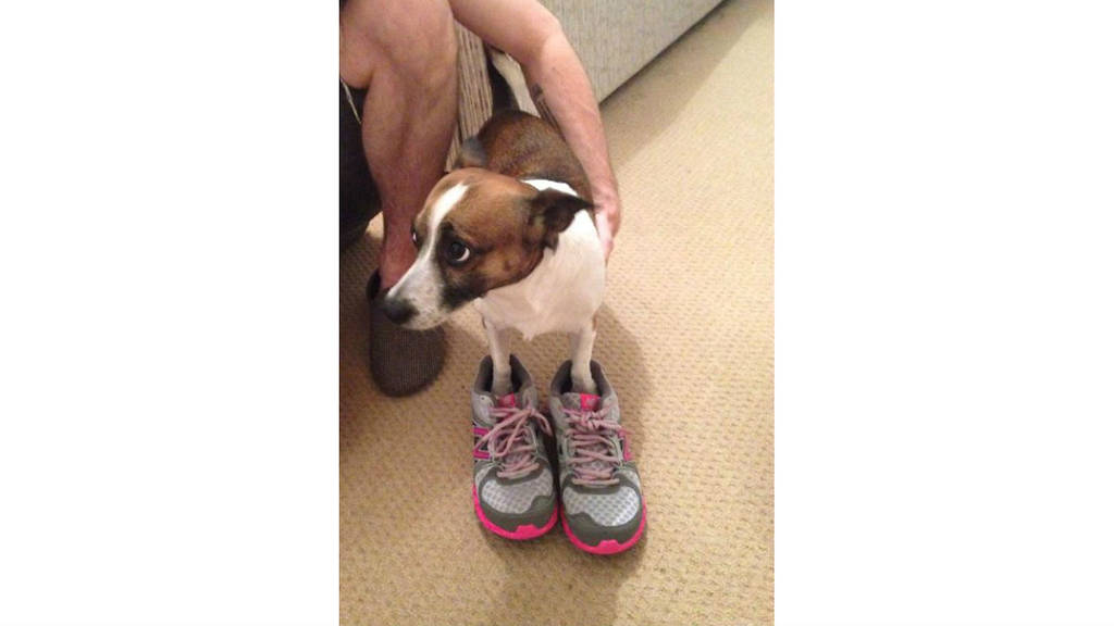 The cutest pet dogs in London – Time Out London