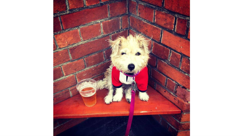 The cutest pet dogs in London – Time Out London