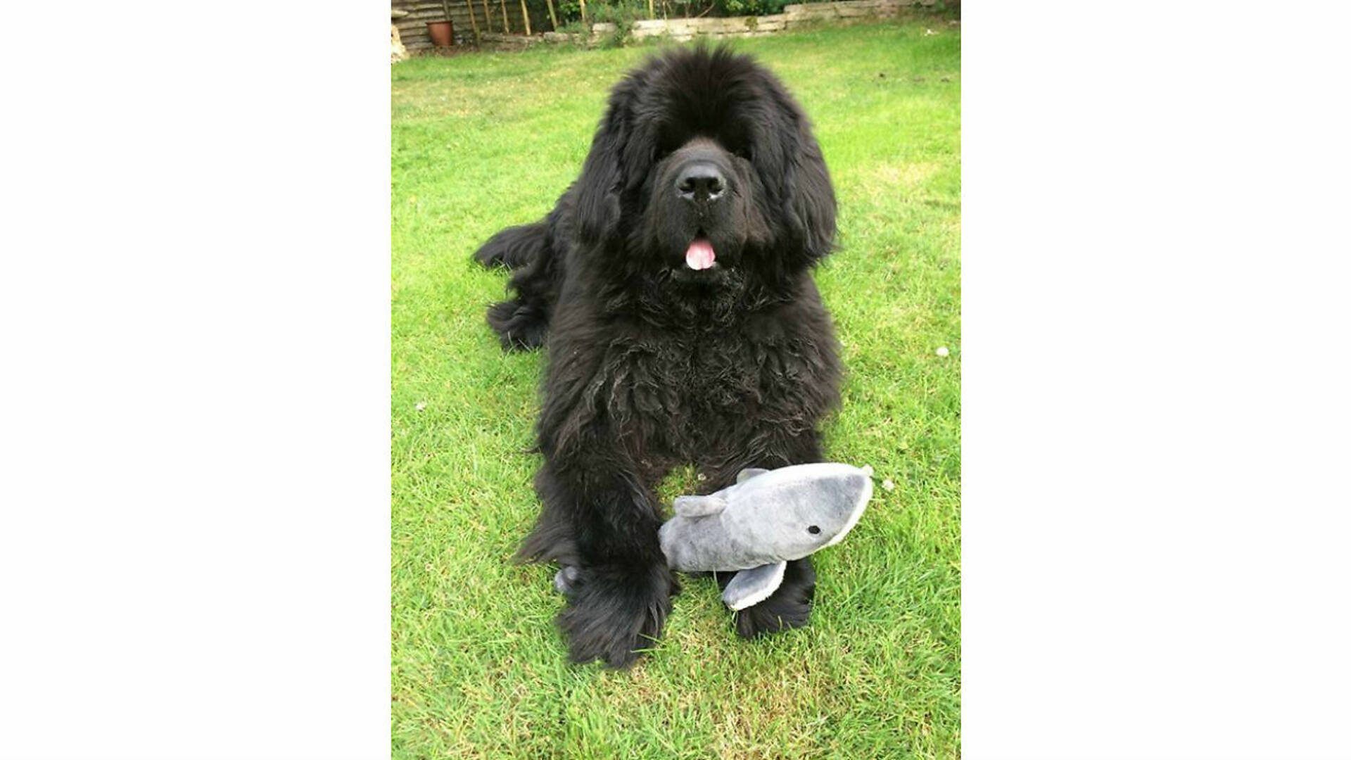 The cutest pet dogs in London – Time Out London