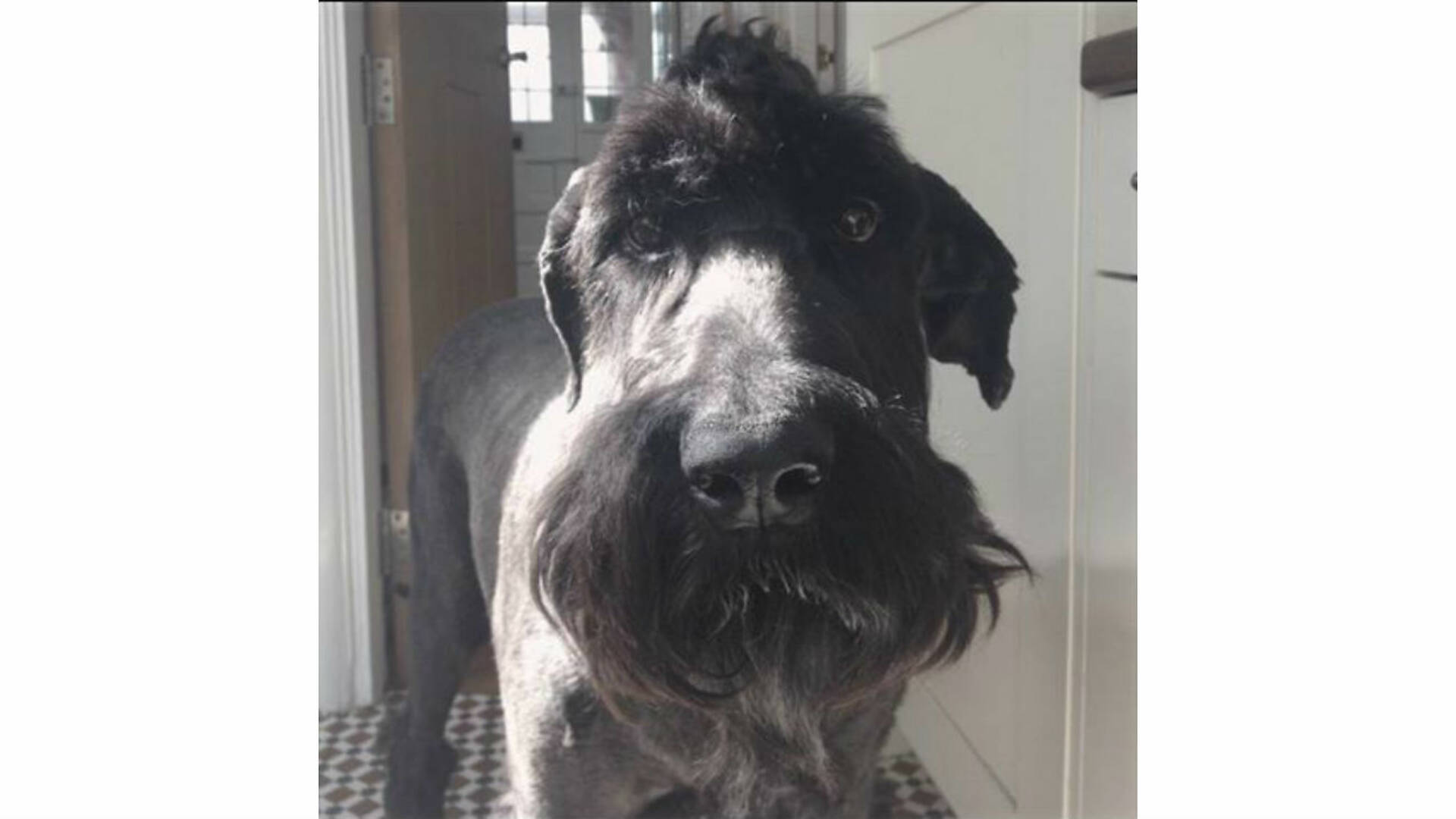 The cutest pet dogs in London – Time Out London