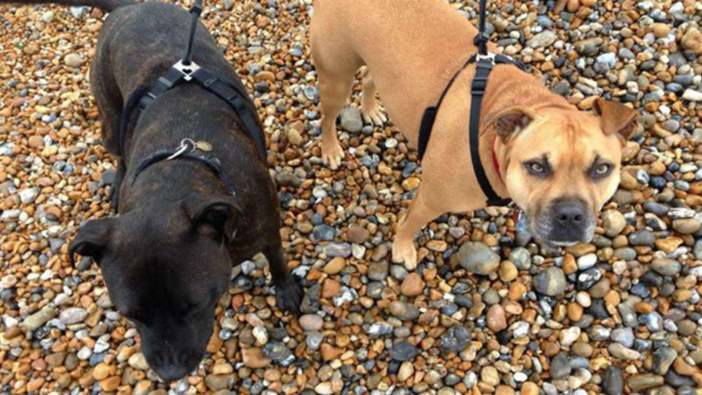 The cutest pet dogs in London – Time Out London