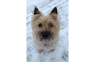 The cutest pet dogs in London – Time Out London