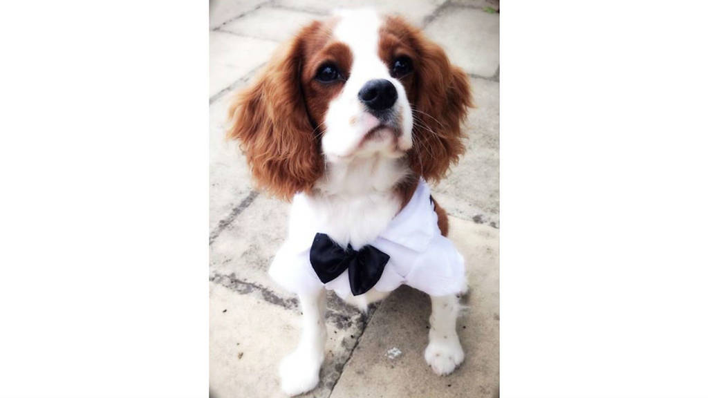 The cutest pet dogs in London – Time Out London