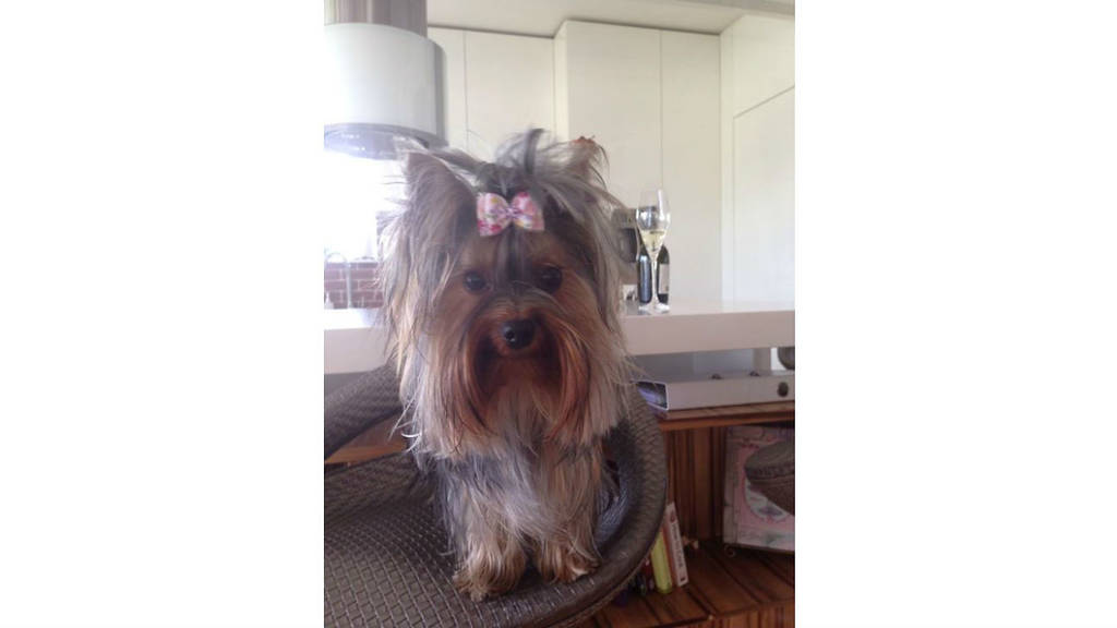 The cutest pet dogs in London – Time Out London