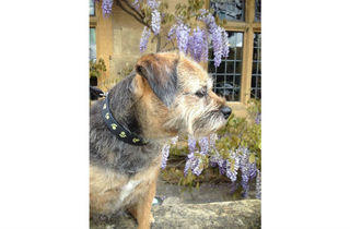 The cutest pet dogs in London – Time Out London