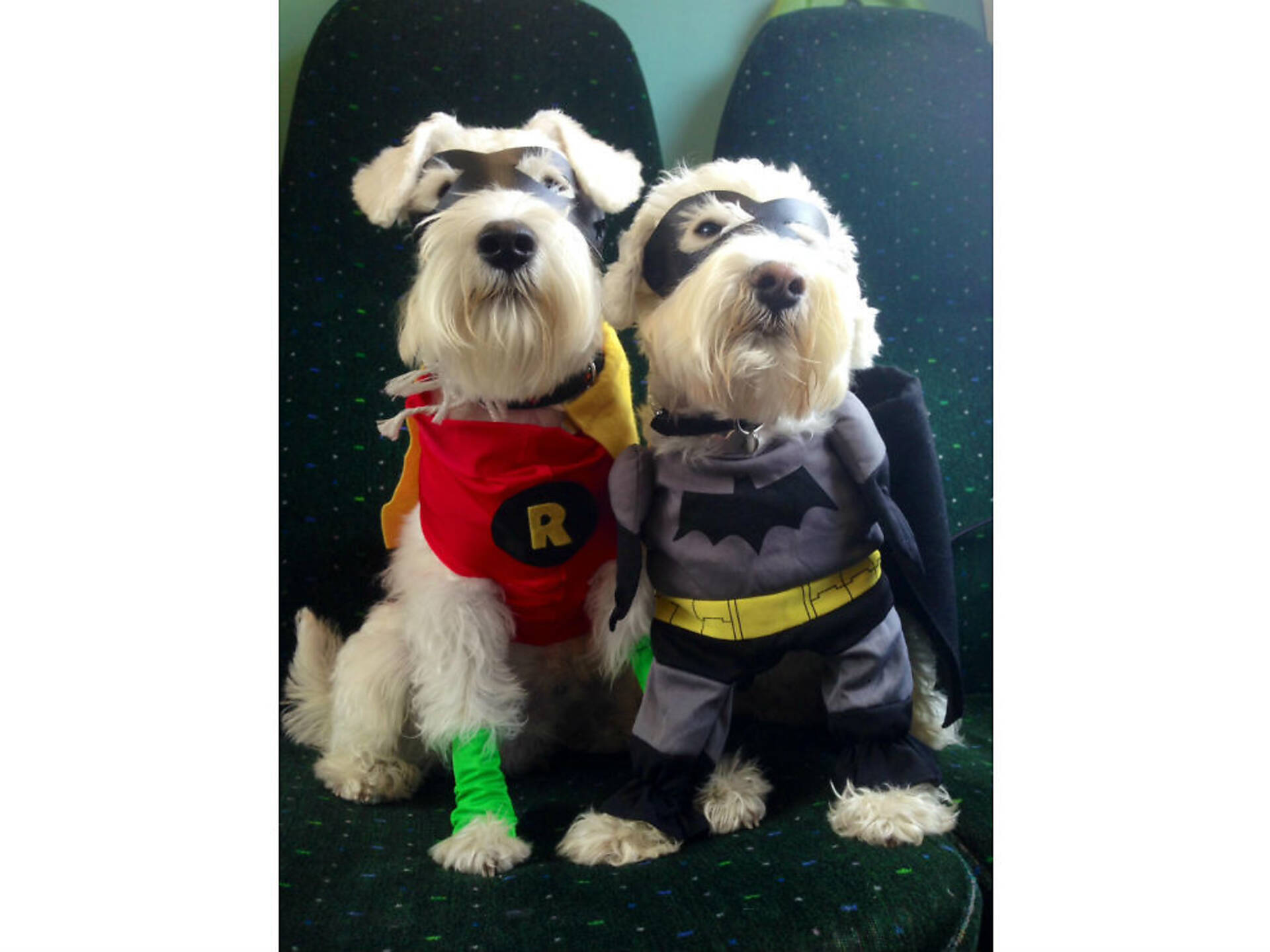 The cutest pet dogs in London – Time Out London