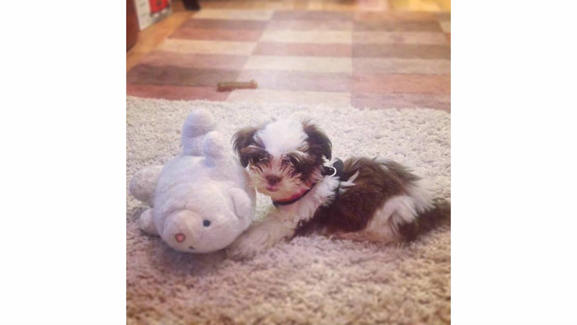 The cutest pet dogs in London – Time Out London