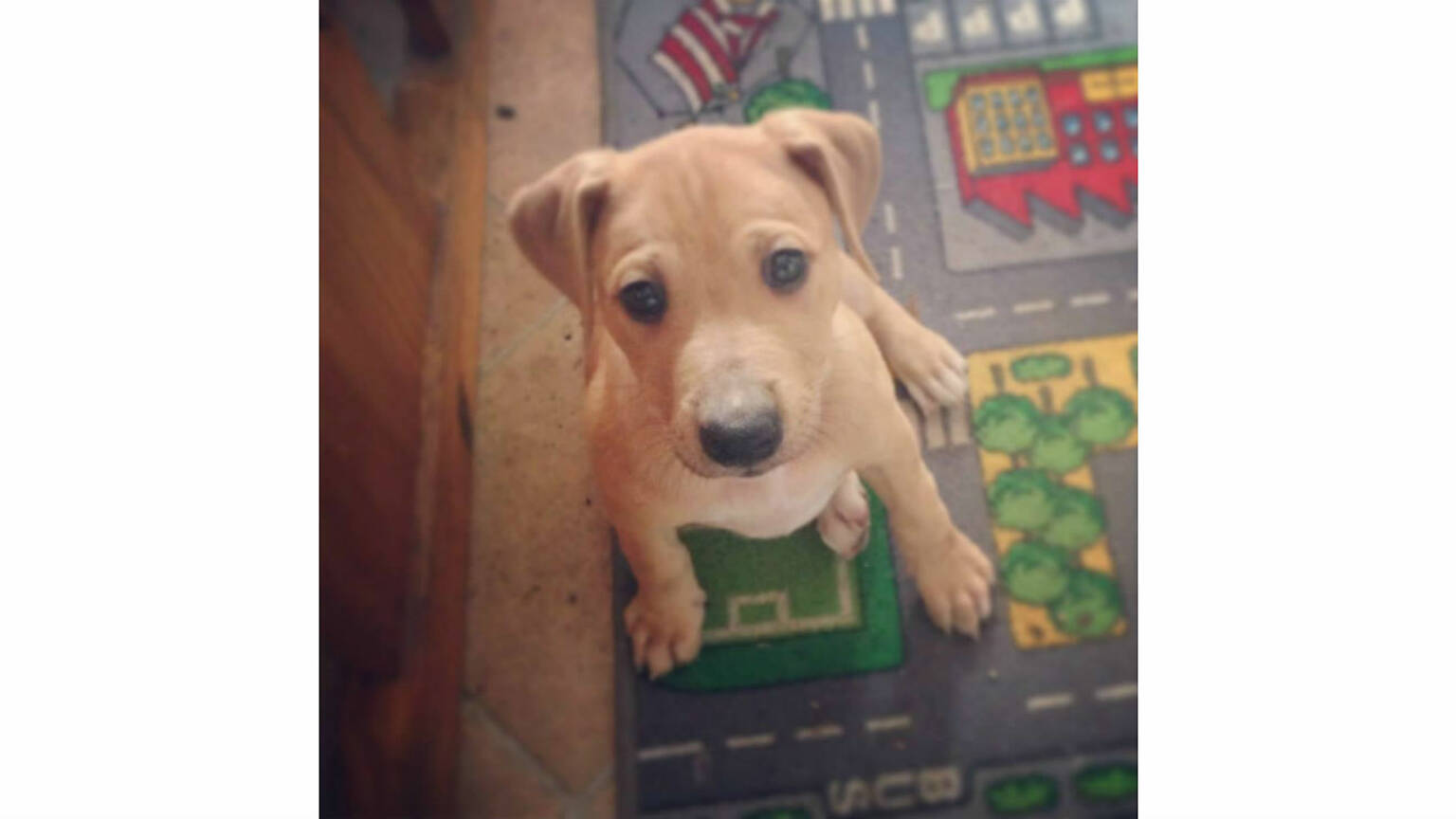 The cutest pet dogs in London – Time Out London