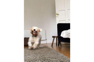 The cutest pet dogs in London – Time Out London