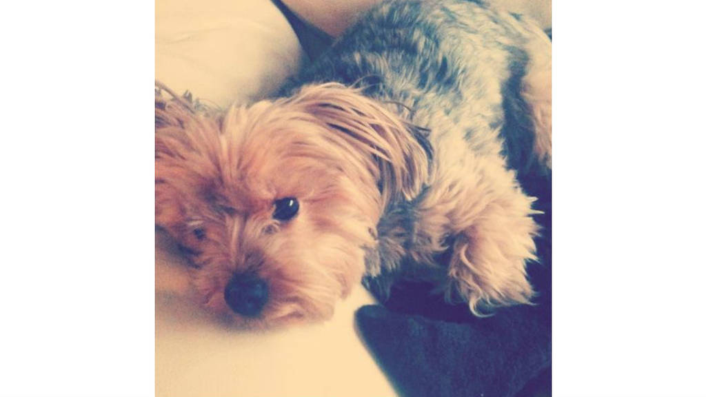 The cutest pet dogs in London – Time Out London