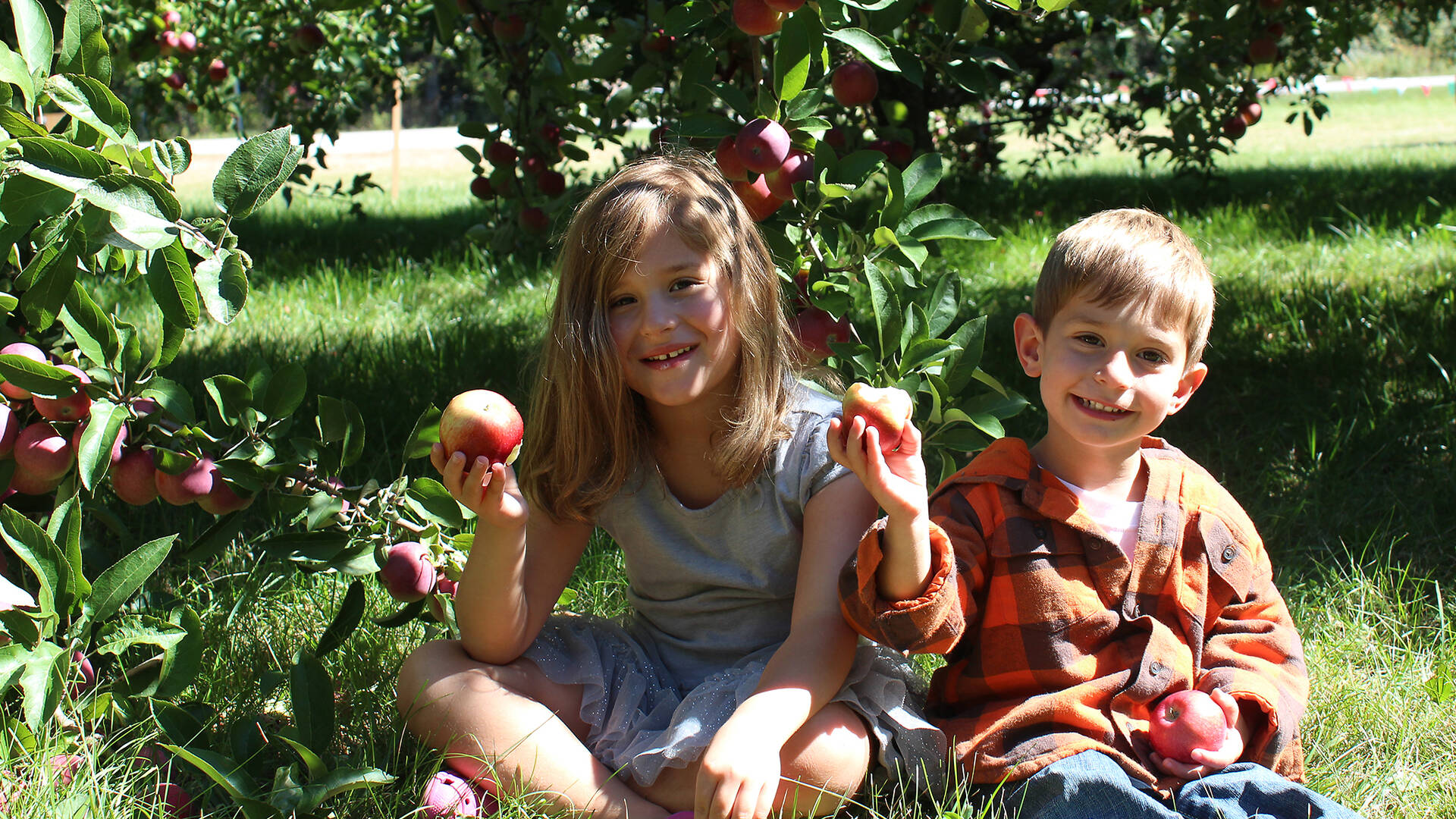 14 Best Places to Go Apple Picking Near Chicago