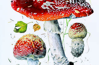 Deadly and Disgusting Plants and Fungi | Things to do in London